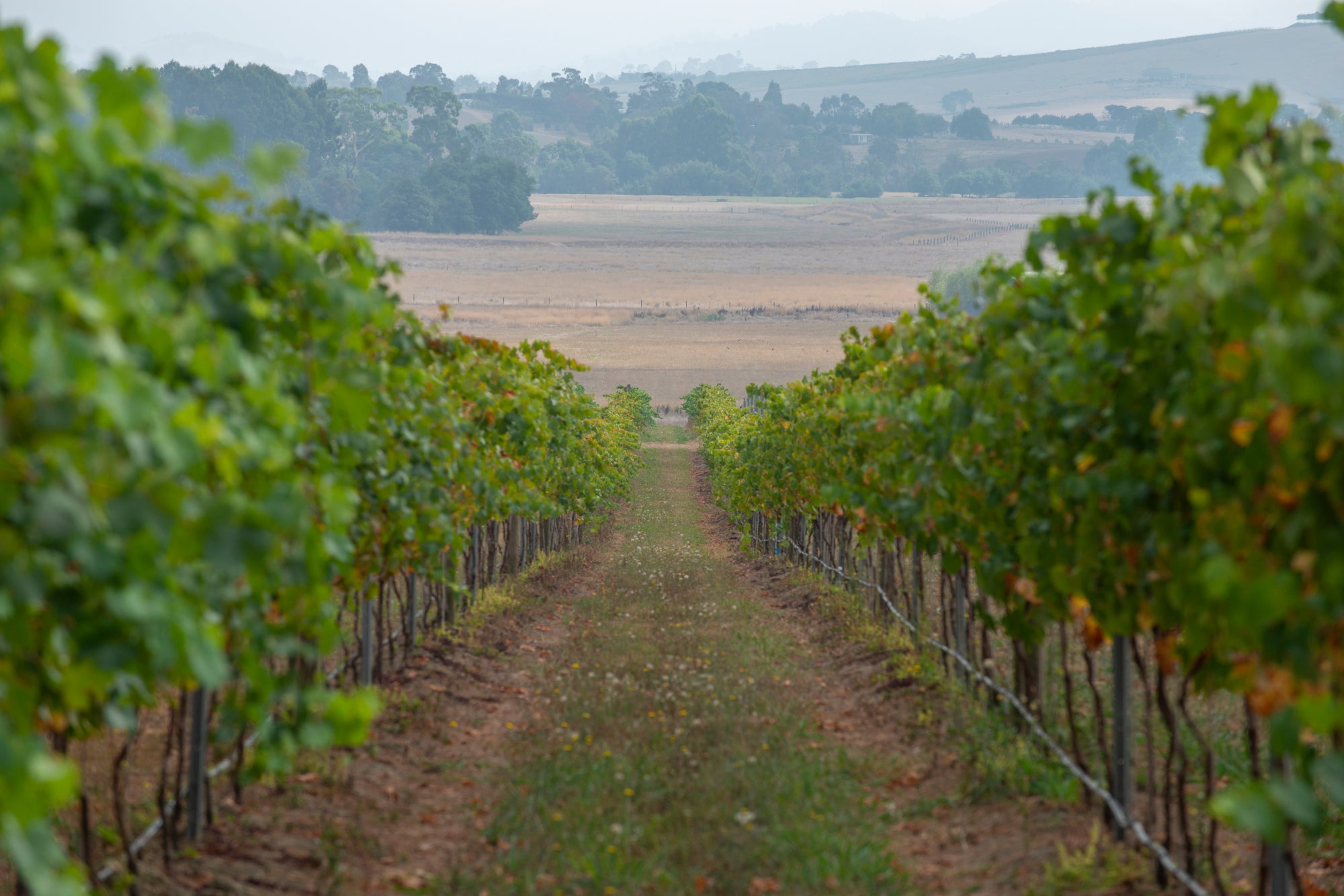 Copperhead Wines | Yarra Valley | Boutique cool climate wine producer